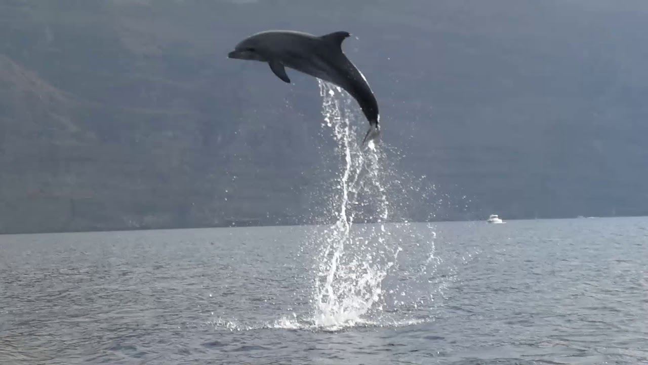Delfin 🐬 en Los Gigantes - YouTube