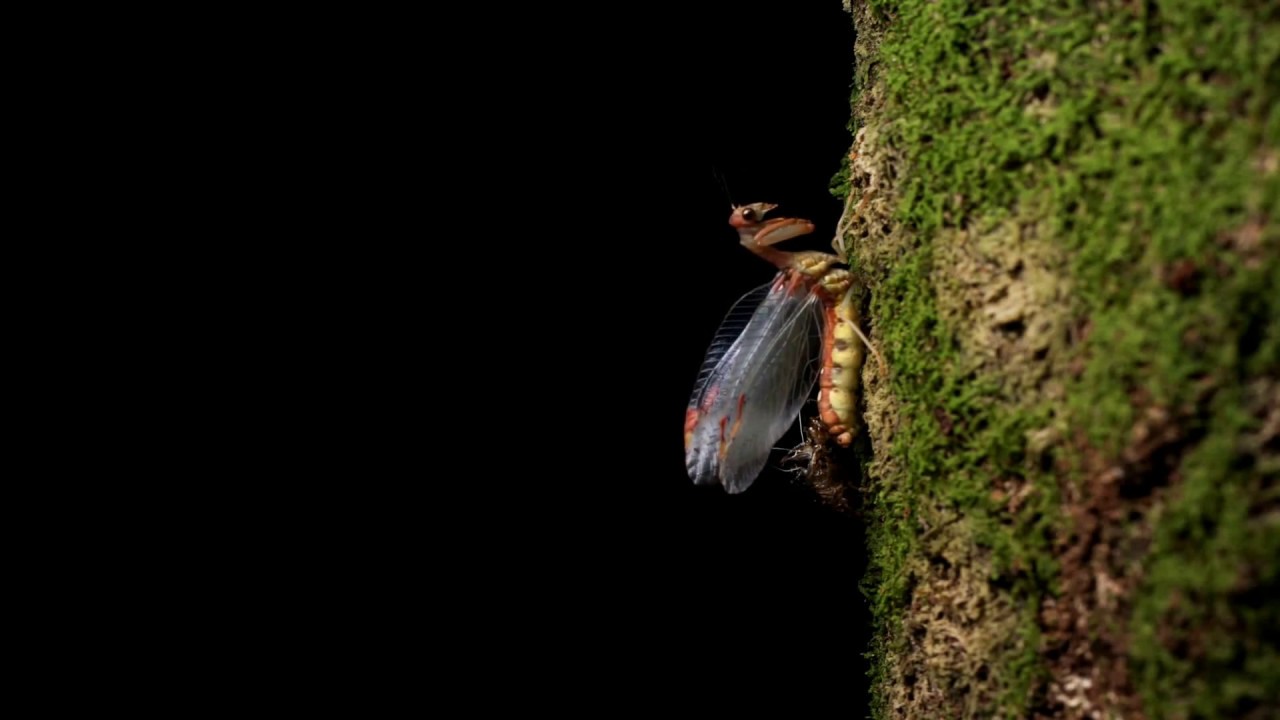 Mantis fly - YouTube