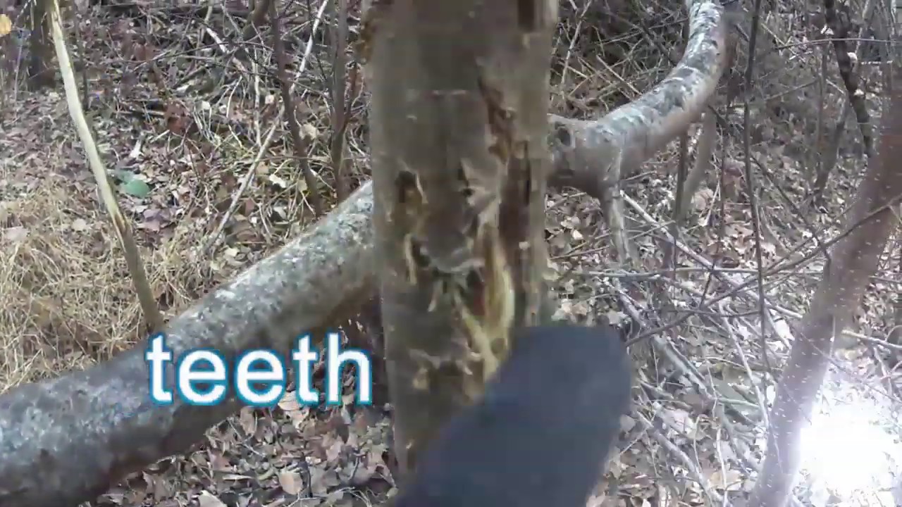 Sasquatch hide out teeth marks in tree - YouTube