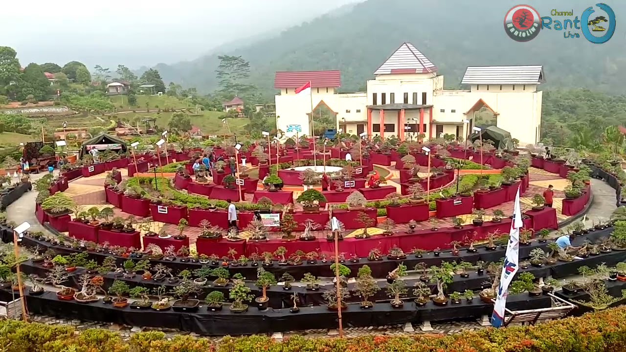 PENAMPAKAN ( KRL ) KEBUN RAYA LIWA KONTES BONSAI BUMI SEKALA BEKHAK ...