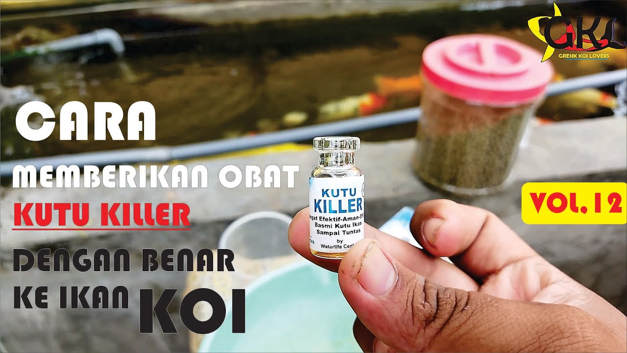 OBAT KUTU UNTUK IKAN KOI YANG AMPUH DAN CARA PENGGUNAANNYA YANG TEPAT ...