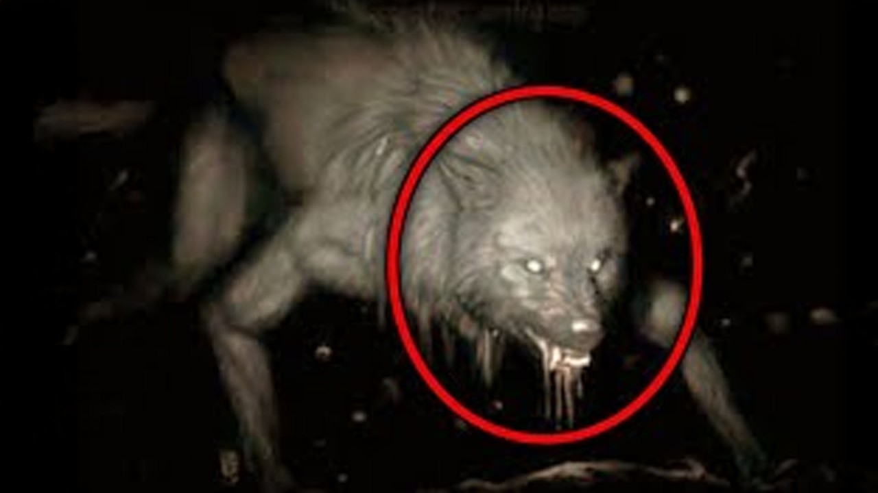 Werewolves Are REAL? Disturbing Sightings & Evidence Uncovered - YouTube