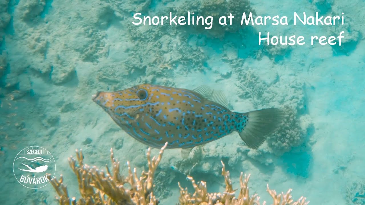 Snorkeling at Marsa Nakari House reef - YouTube