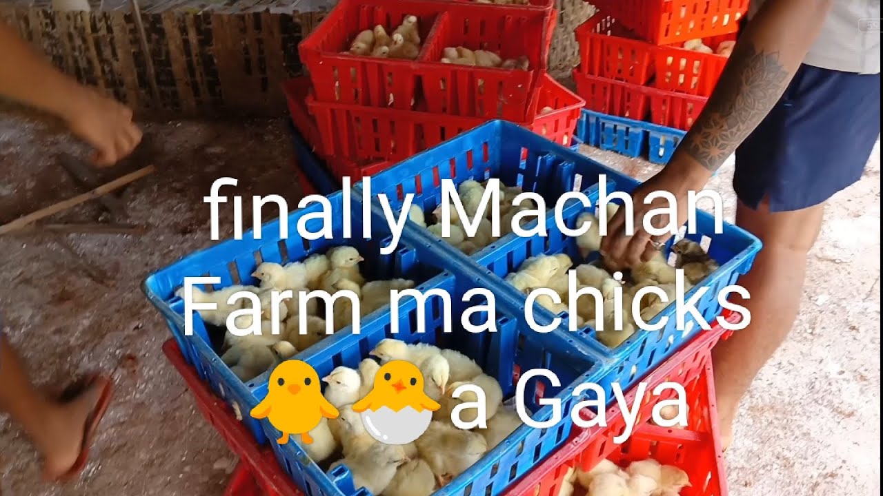 finally Machan Farm ma chicks 🐥🐣a Gaya🐤 - YouTube