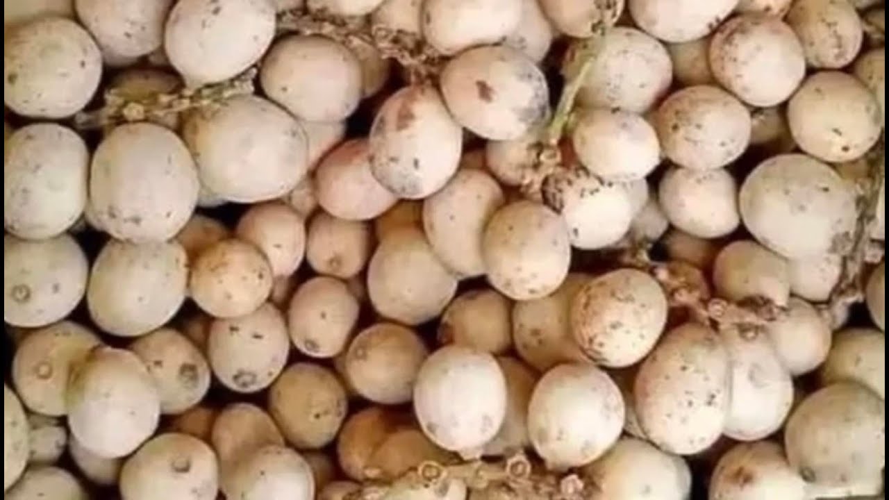 Philippine Produce. #Philippines 🇵🇭 - YouTube