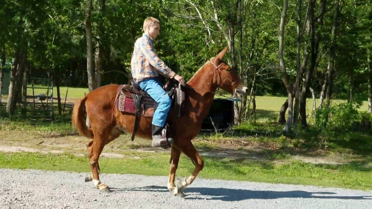 Very Gentle Riding Mule - YouTube