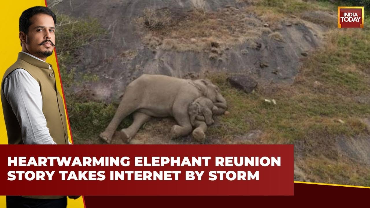 Mother And Baby Elephant Reunion Goes Viral: Anamalai Tiger Reserve ...