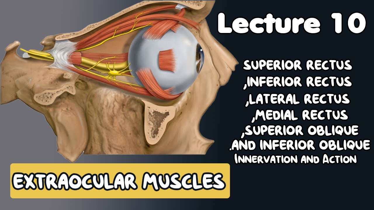 10-CNS Anatomy | Orbit | Extraocular muscles Masseter | Innervation and ...