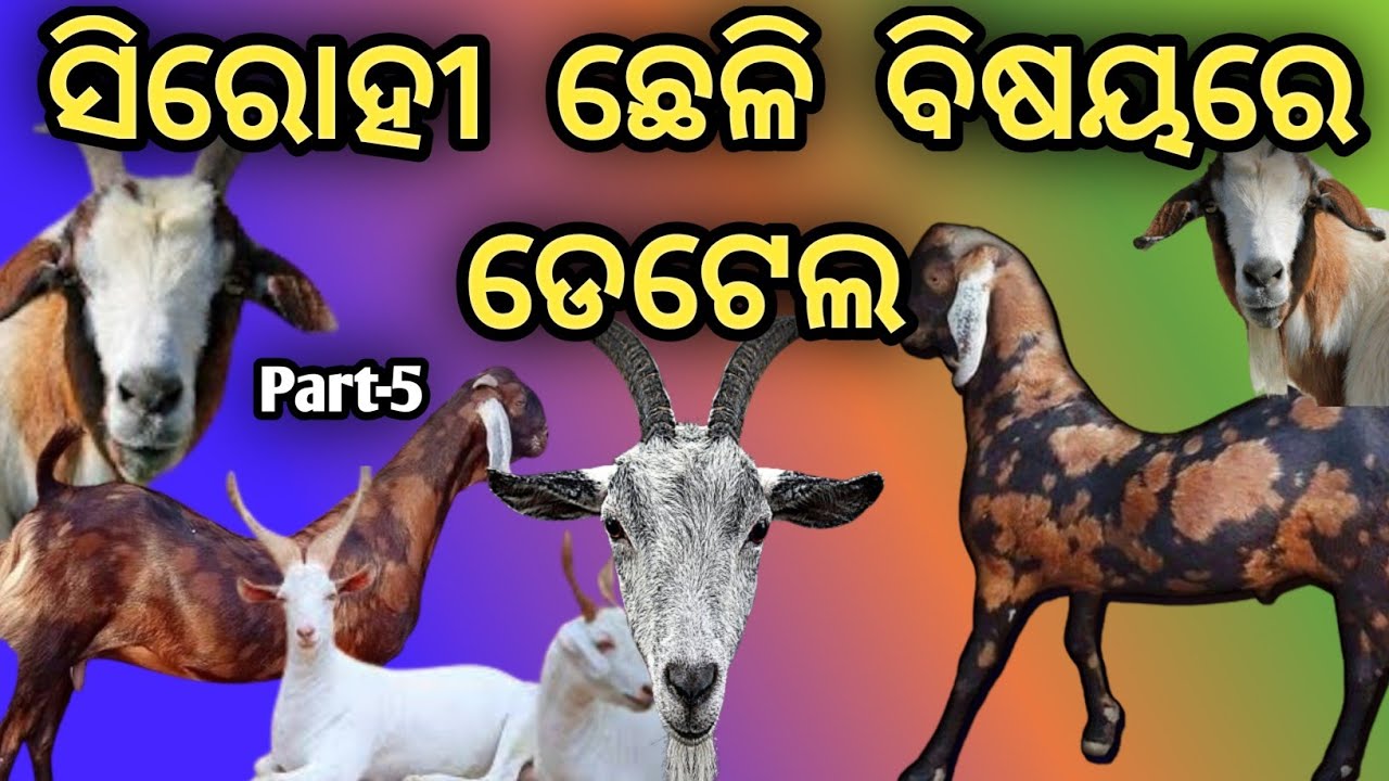 Sirohi Goat's Quality Wale || Goat farming in odisha || mu krushaka ...