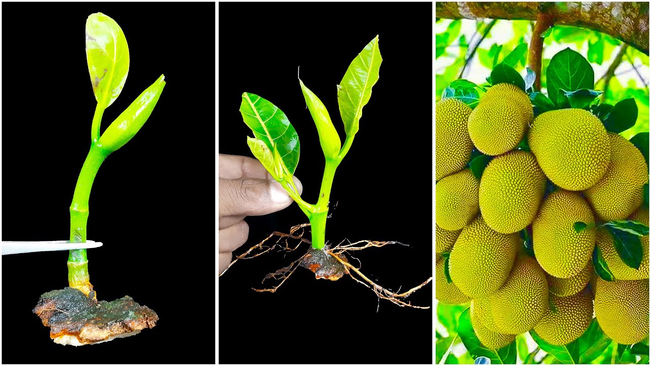How to plant jackfruit tree from jackfruit stem || Best propagation ...