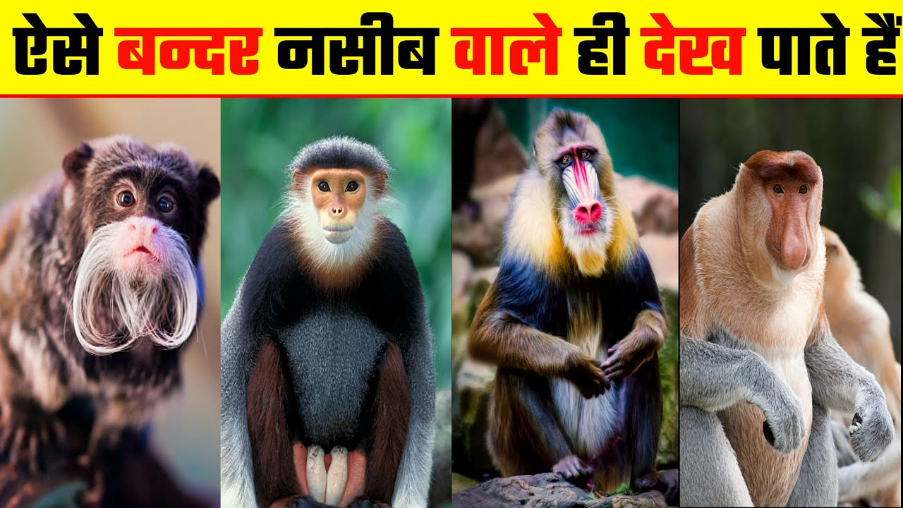 Top 1o Beautiful Monkey In The World - Monkey - YouTube