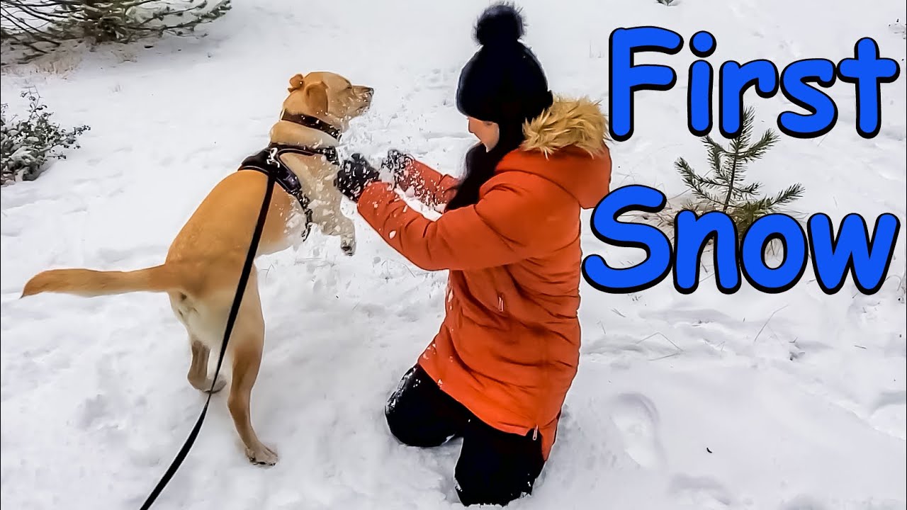 Dog Sees Snow For the first Time and He Goes Crazy | My Dog's First ...