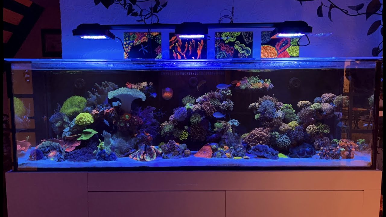 REEF TANK NO WATER CHANGES - YouTube