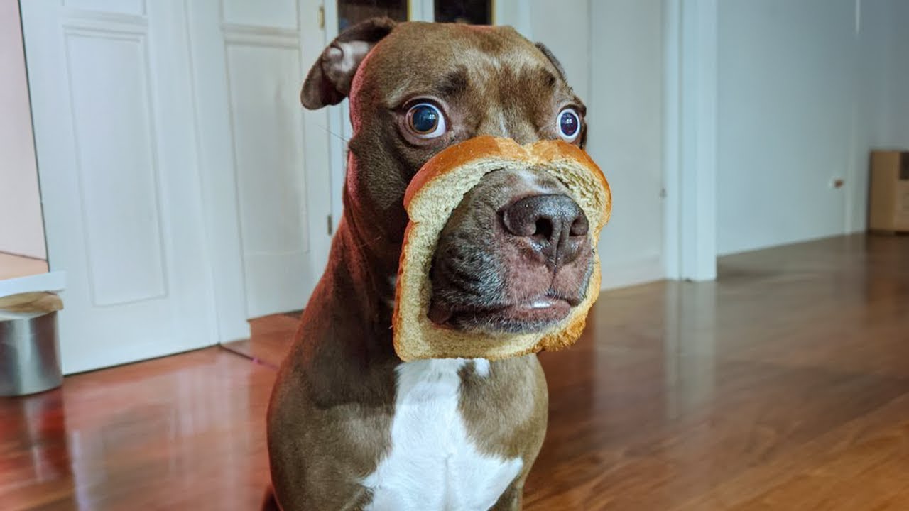 Watch These Crazy Dogs and Try Not to Laugh 🤣🐶 🐶 Funny Dogs - YouTube