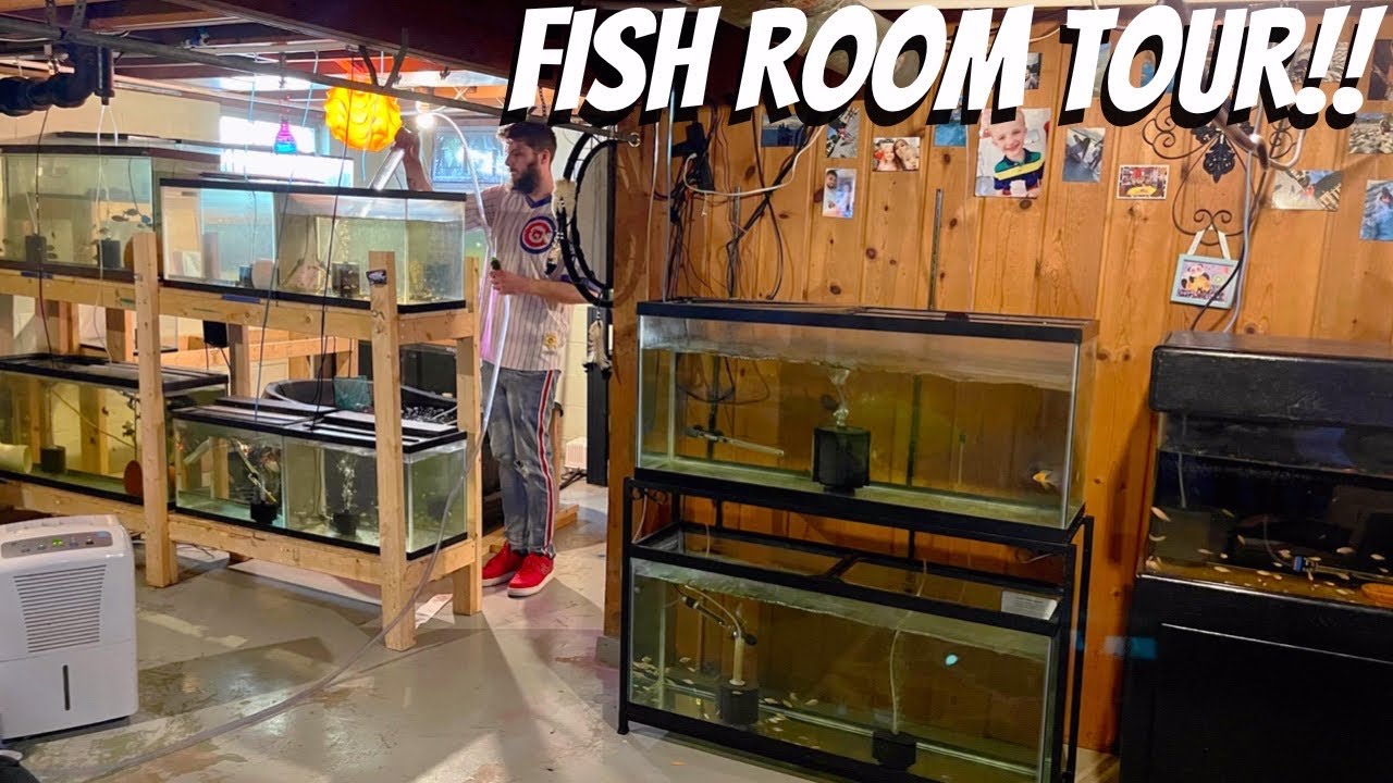 MAN TURNS BASEMENT INTO BREEDING FOR PROFIT FISH ROOM! *Tour* - YouTube
