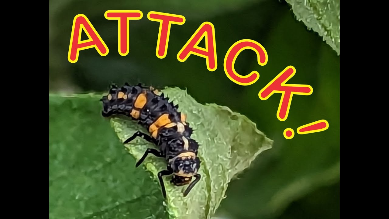 The War Against The Aphid Army - YouTube