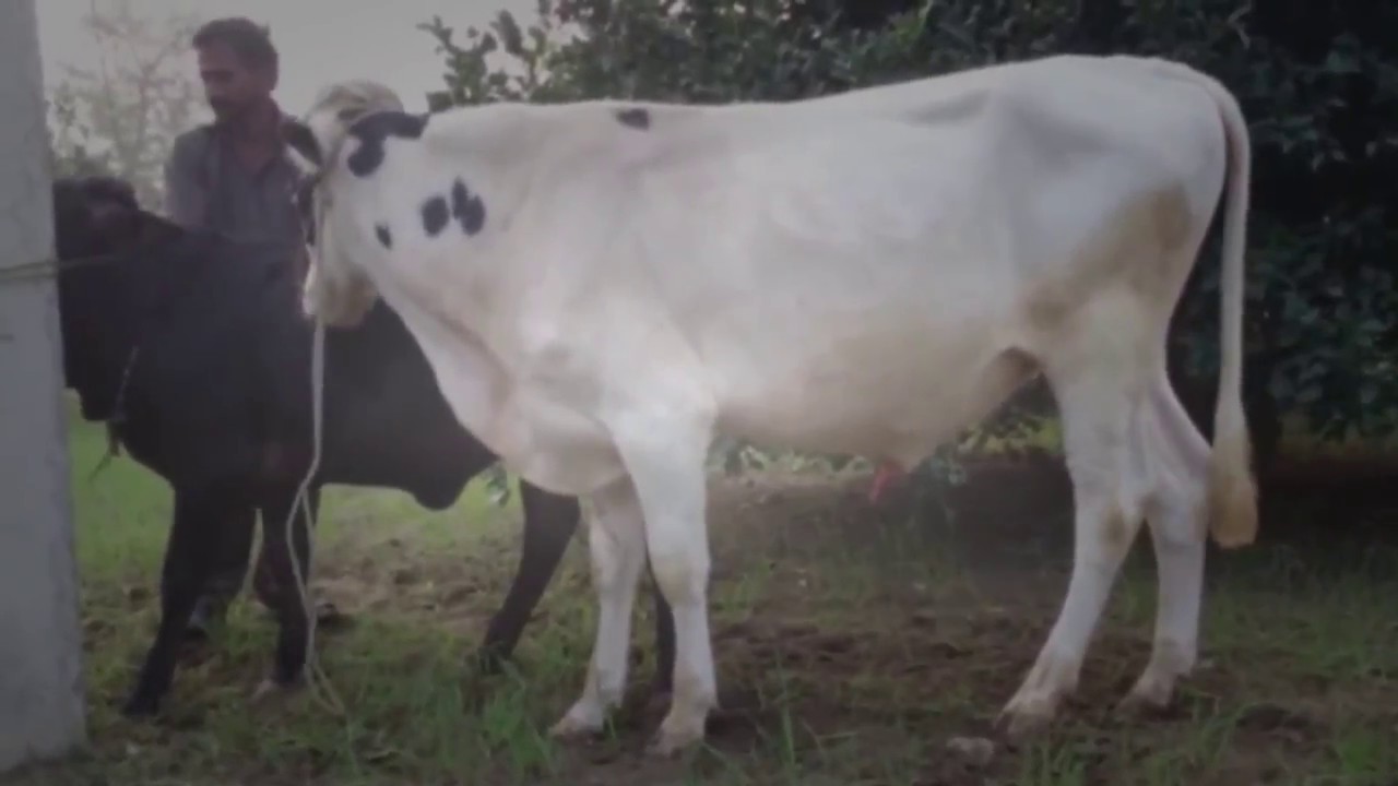 How to Breed Cows and Heifers Naturally - YouTube