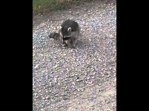 Raccoon with rabies 2 - YouTube