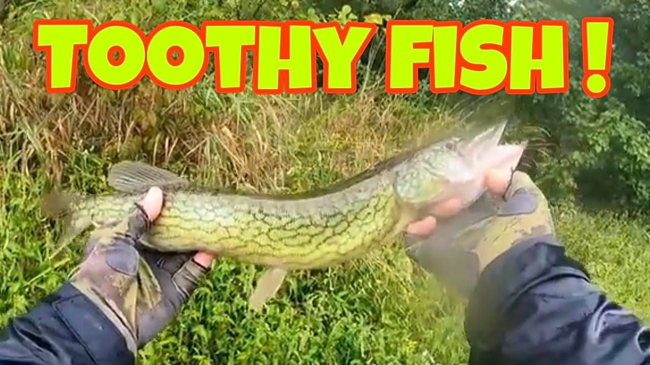 Passaic river - Catching Big Toothy fish ! - YouTube
