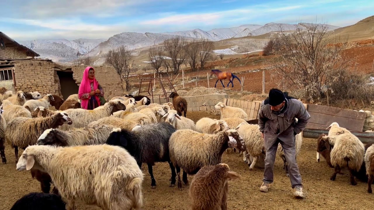 -10°C Life in the Mountains: A Day with Iranian Nomads - YouTube