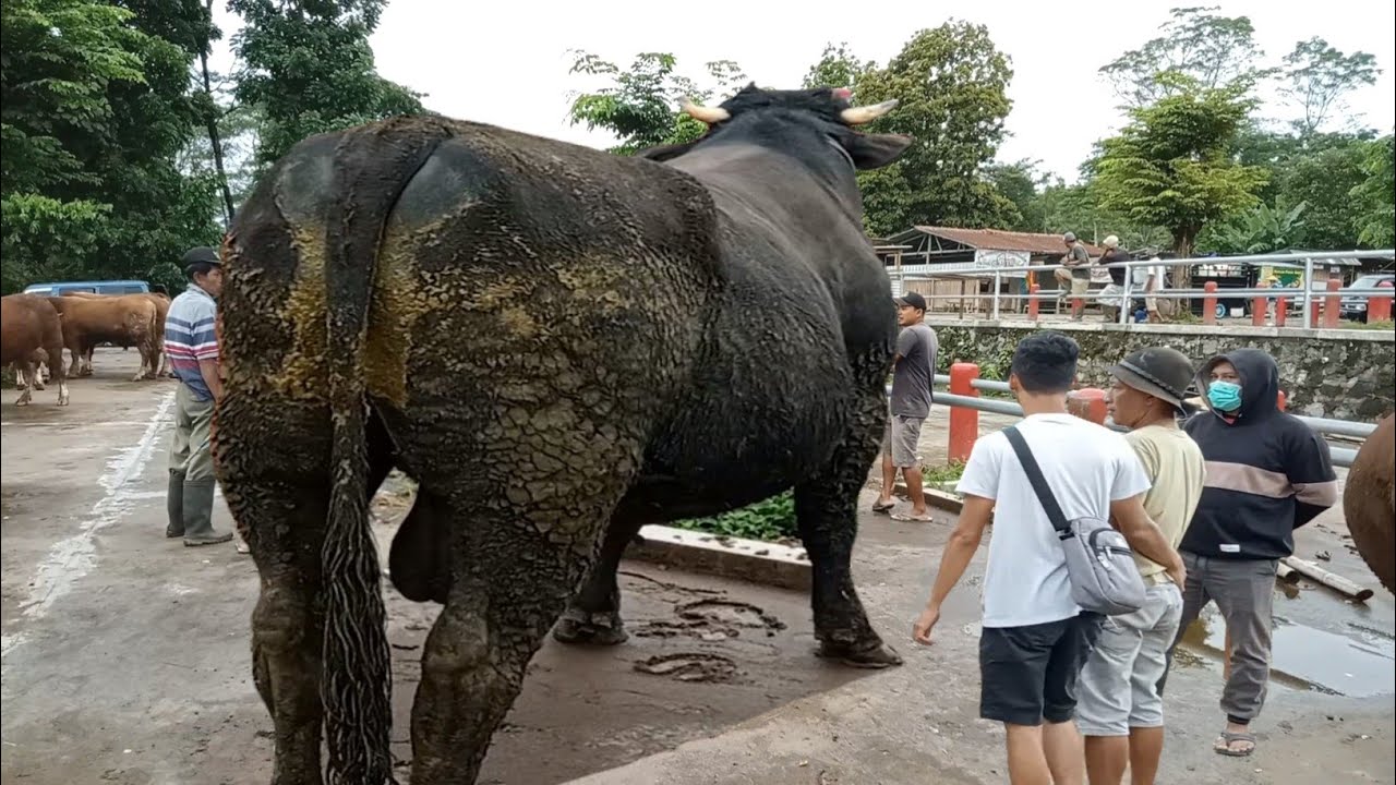 SAPI HITAM MONSTER SEPERTI BANTENG MATADOR - YouTube