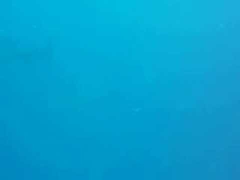 BBTS Black Water Diving, Bull Shark
