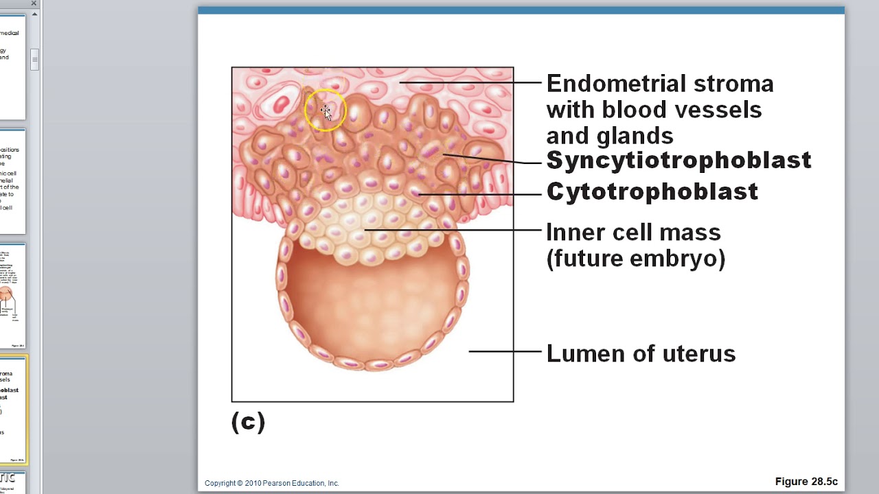 Histology Video 1 Introduction - YouTube
