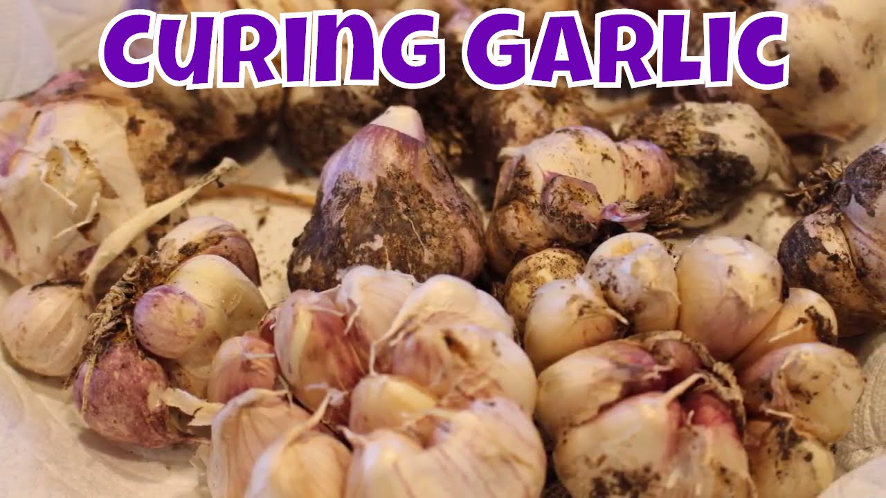 How I Cure & Store Garlic - YouTube