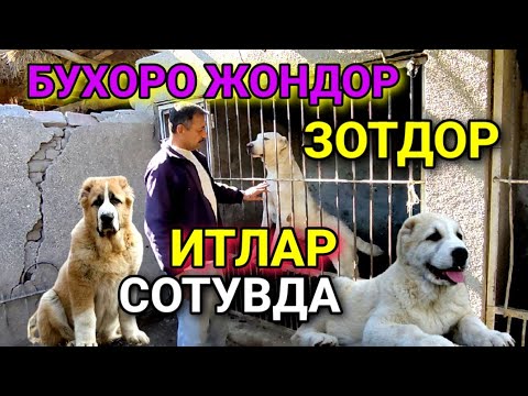 SOTILADI/ALABAY ITLAR/BUXORO JONDOR/JONDOR UZ