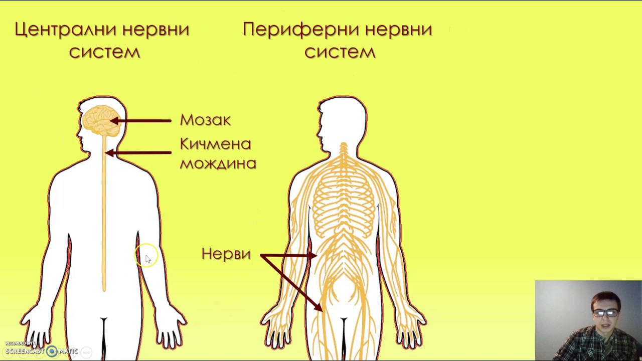 Centralni i periferni nervni sistem - 7. razred - YouTube