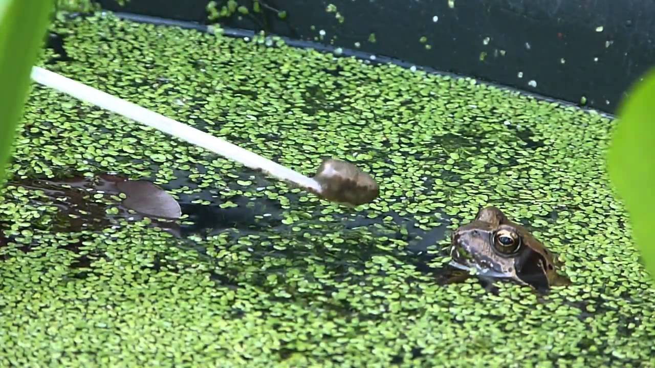 Stanley the Frog eating a Slug - YouTube