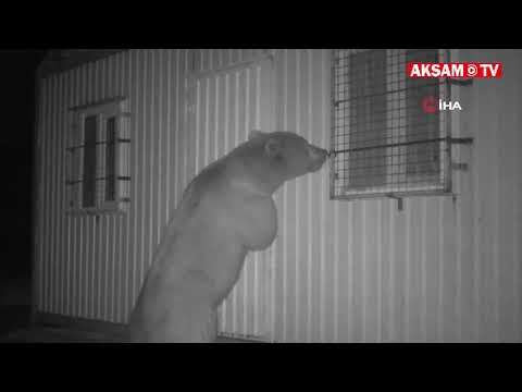 Balın Kokusunu Alan Ayı Kapıyı Açmak İçin Böyle Uğraştı