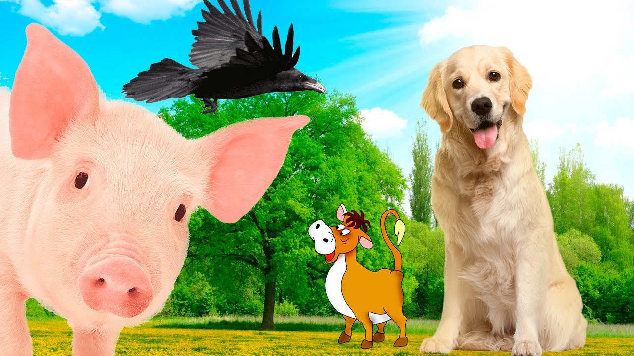 Animal sounds: Dog, pig, cow, ram, dolphin, crow - YouTube