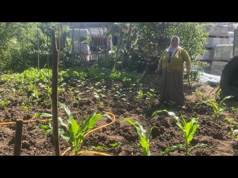 TAZE KÖY MISIRI VE HOBİ BAHÇEMDE NELER VAR?MAŞALLAH🧿🧿
