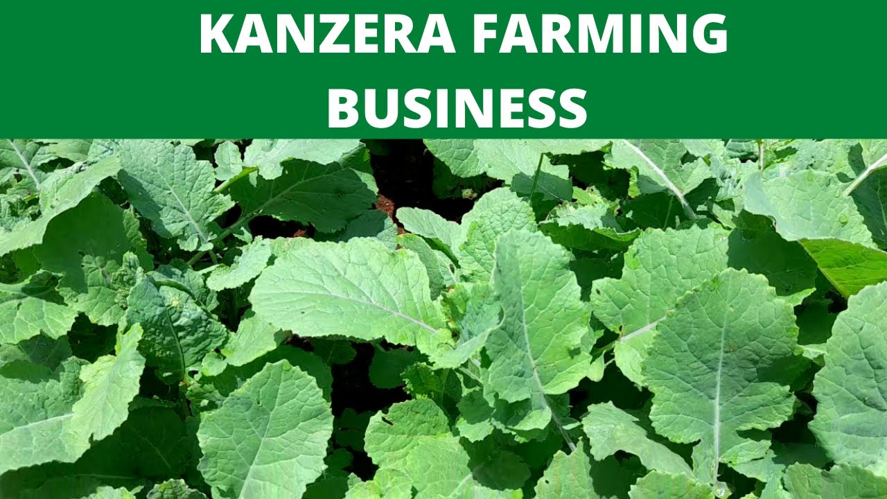 make 10K EVERY month farming commercial KANZERA| farming in kenya ...