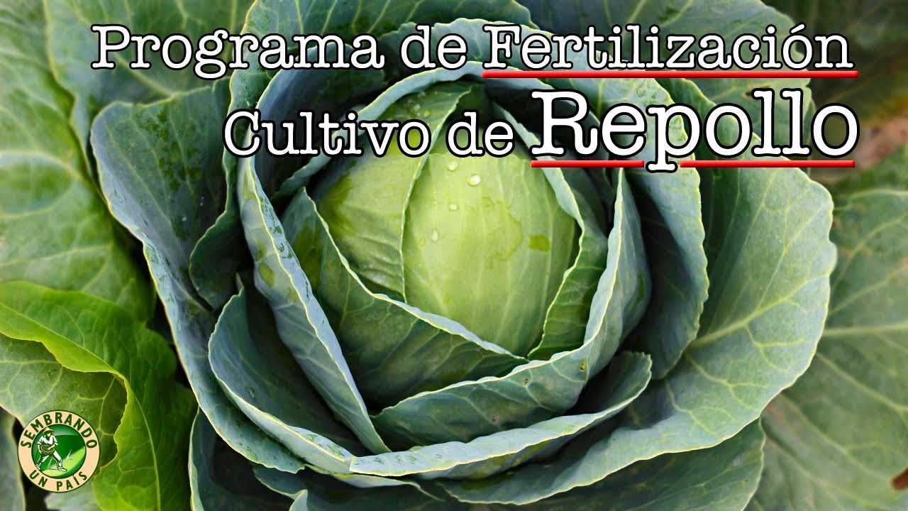 Programa de Fertilización para Cultivo de Repollo - YouTube