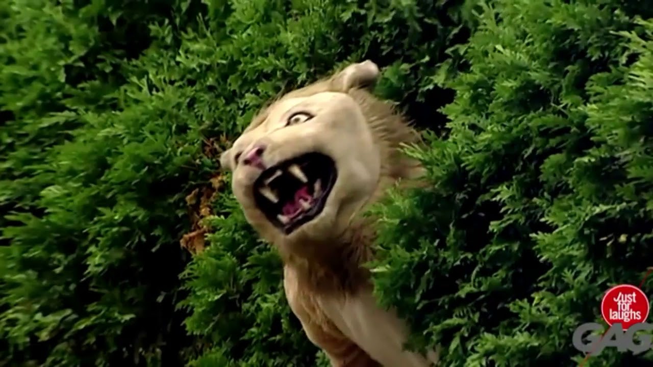 Animal spoof in public - YouTube