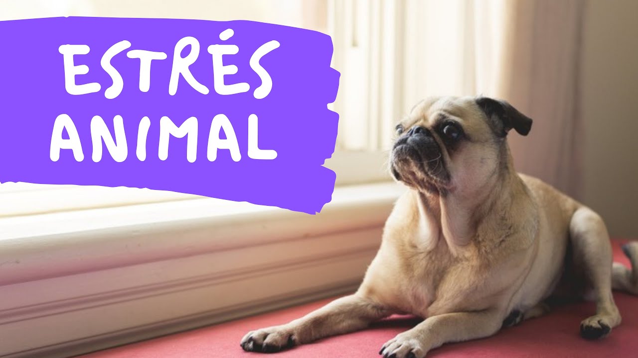Hablemos del ESTRES en ANIMALES - Tips Jose Veterinaria - YouTube
