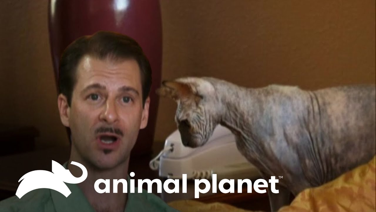 ¡Solo tienen un juguete para 2 gatos violentos! | Mi gato endemoniado ...