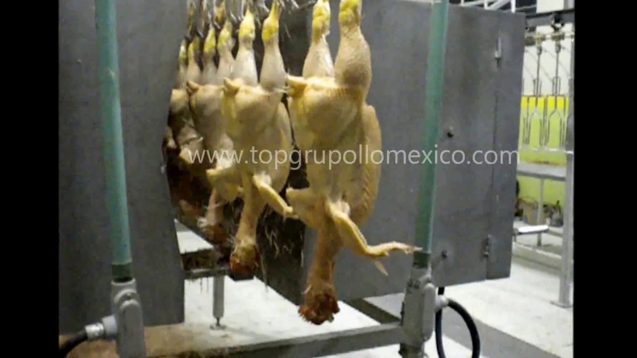 RASTRO DE POLLOS TOPGRUPOLLO MEXICO - YouTube