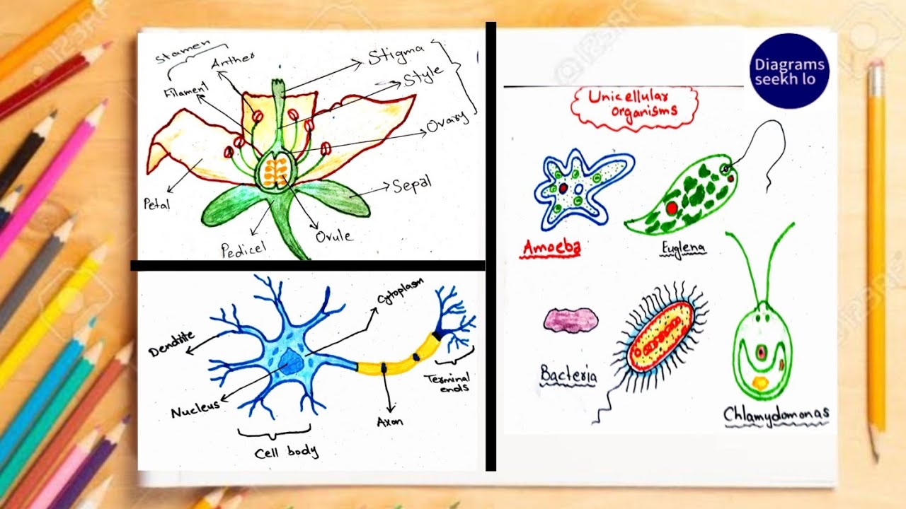 Most important diagrams class 10 biology| must practice | draw biology ...