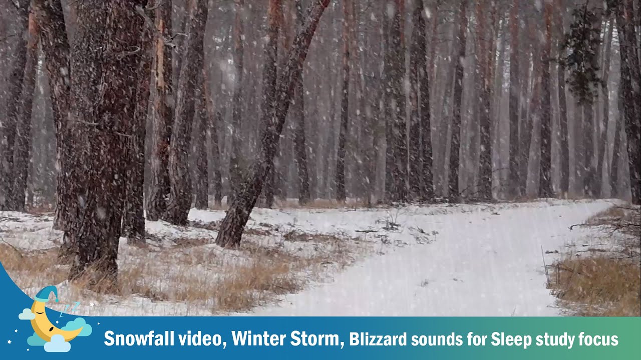 Snowfall video 🐺 🌨️, Winter Storm, Blizzard sounds for Sleep study ...