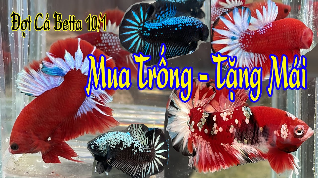 Đợt Cá Betta 10/1 - Siêu Khuyến Mãi lớn cuối năm. Mua trống tặng mái ...