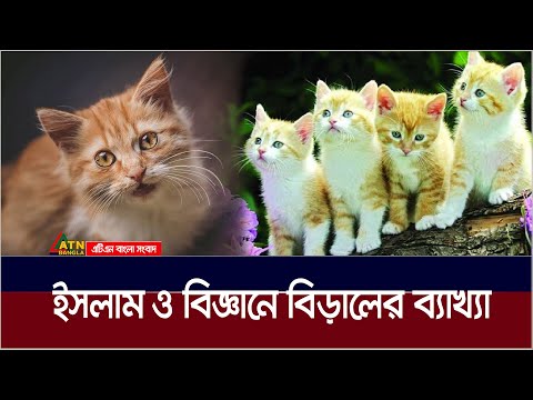 ইসলামে বিড়াল নিয়ে যা বলা বিজ্ঞানে তা প্রমানিত | Biral | Cat | Islamic