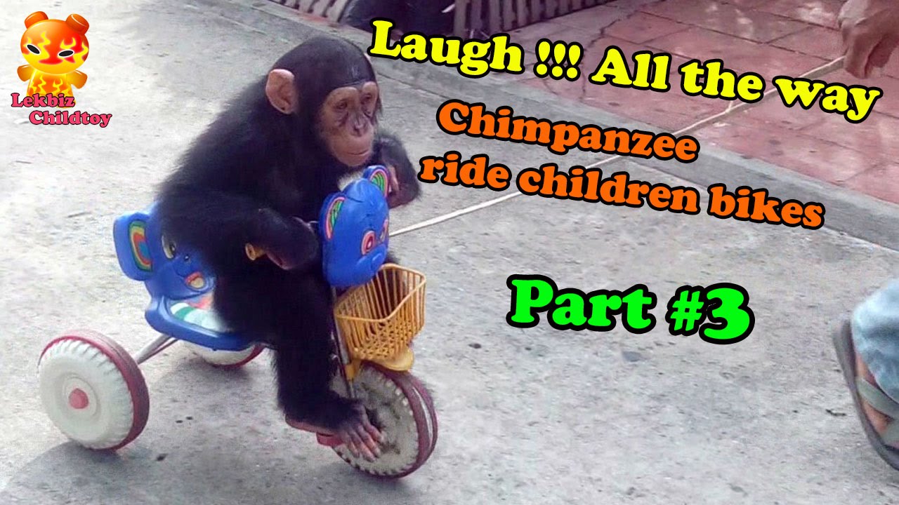 Laugh!!! All the way Chimpanzee ride bikes Part #3 @Samutprakarn Zoo ...