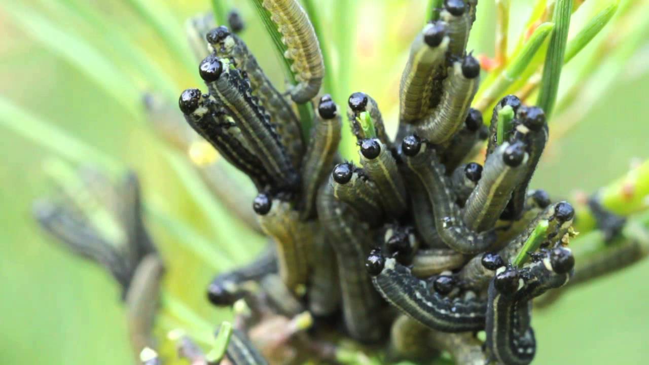 Rudojo pušinio pjūklelio vikšrai/European pine sawfly (Neodiprion ...