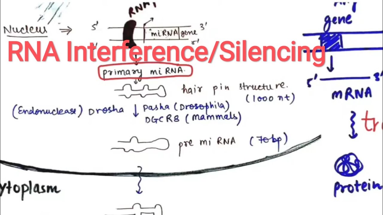 RNA interference ||(RNA silencing) ||Mechanism ||Notes 📝😎 - YouTube