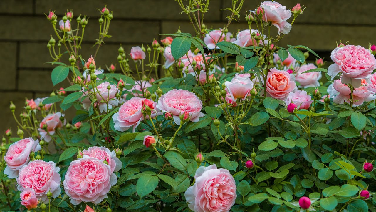 콜레트 덩쿨장미 Colette Climbing RoseコレットMay 11-23, 2023 - YouTube