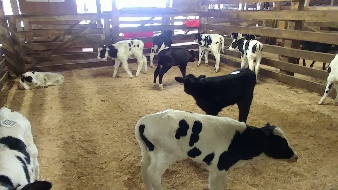 Cows having fun. Calf love - YouTube