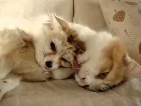 Cat and fox are friends - YouTube